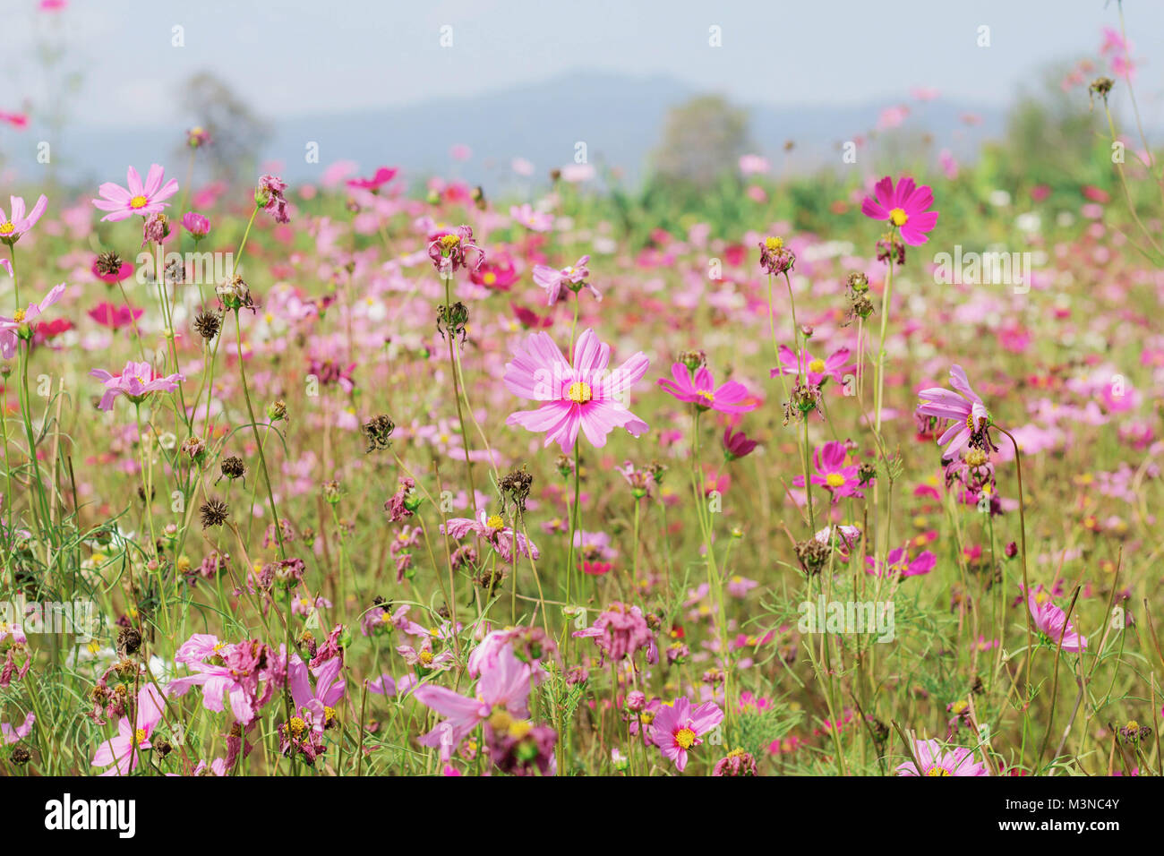 Cosmos flower in the garden is drying at mountains Stock Photo - Alamy