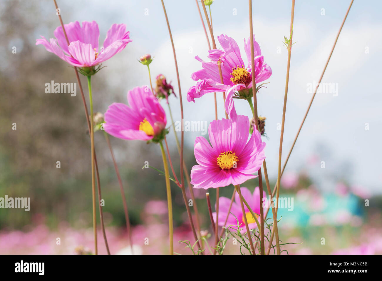 Pink cosmos flower is drying with sky Stock Photo - Alamy
