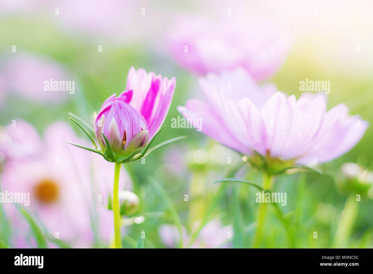Cosmos with morning sun and mist Stock Photo - Alamy