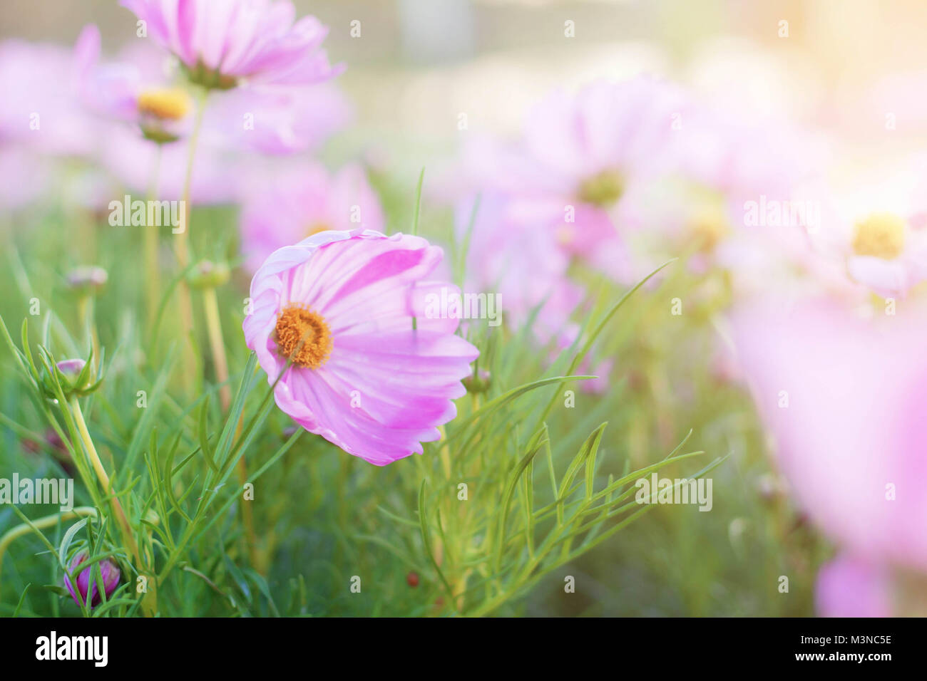 Cosmos with morning sun and mist in garden Stock Photo - Alamy