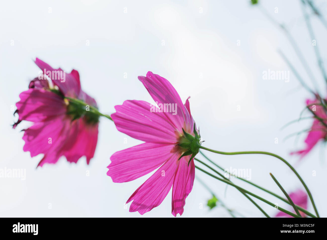 Pink cosmos with the beautiful at sky Stock Photo - Alamy