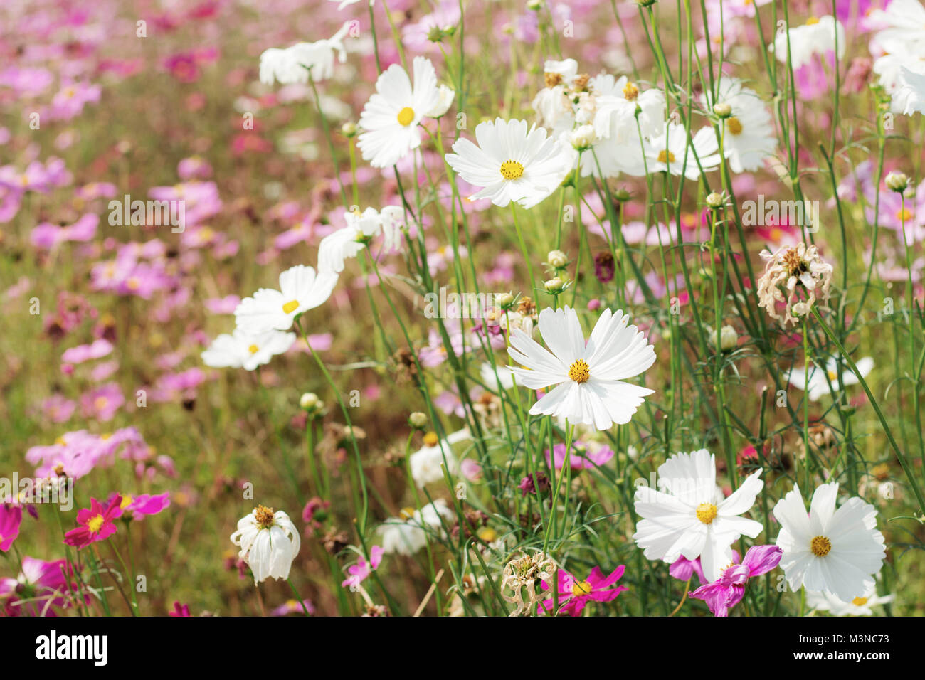 Cosmos flower in the garden is drying Stock Photo - Alamy