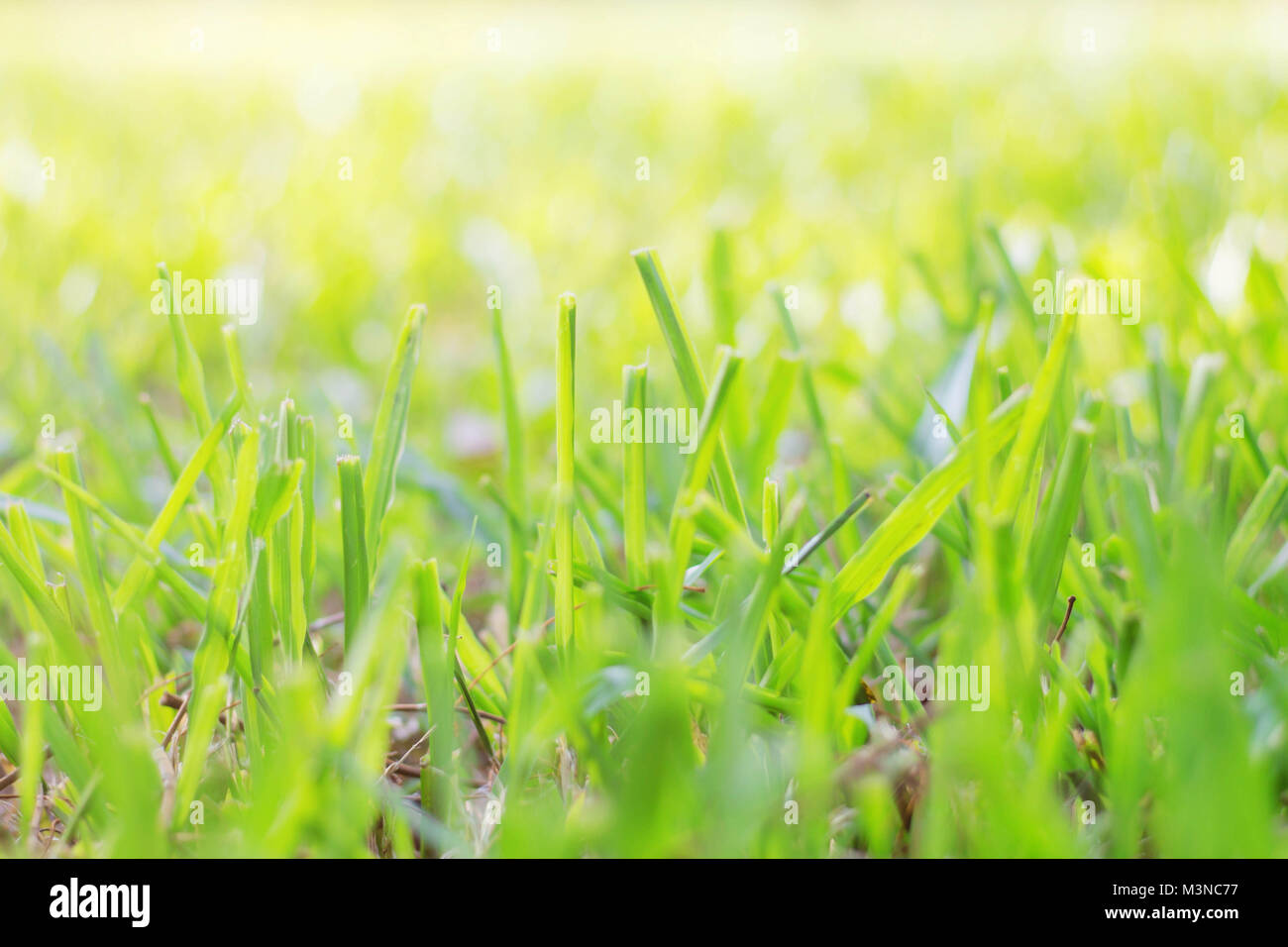 Green grass with sunlight in the morning Stock Photo - Alamy