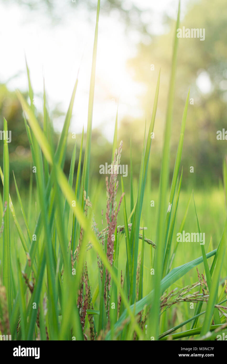 Green rice with freshness of nature at countryside Stock Photo - Alamy