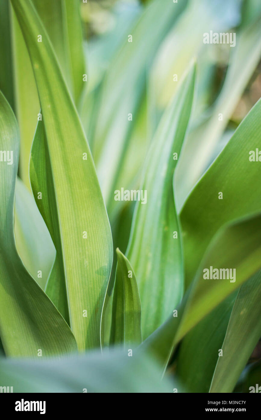leaves with a refreshing of nature Stock Photo - Alamy