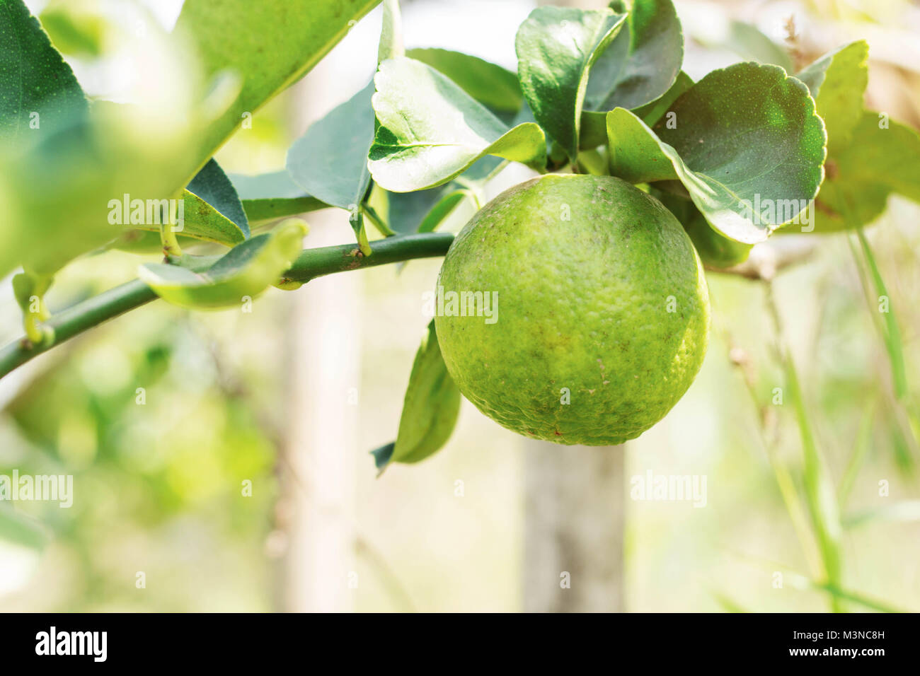 Lemon on tree in the farm at sunlight Stock Photo - Alamy