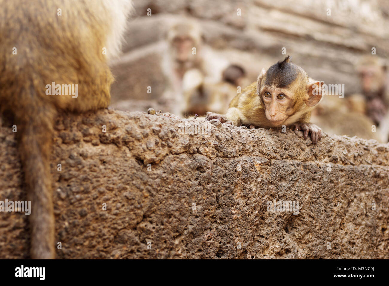 monkeys are playing and eyes that are staring Stock Photo - Alamy