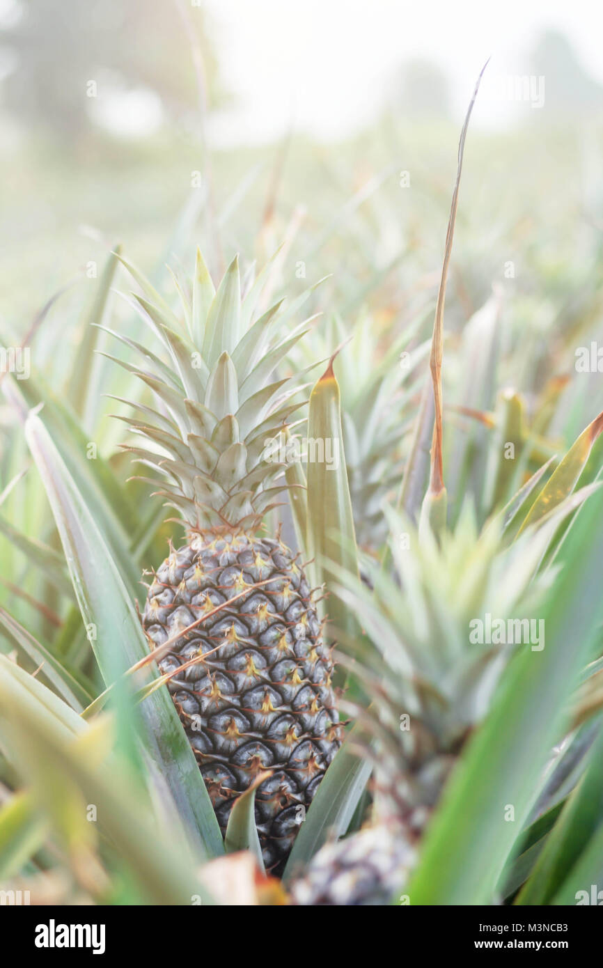 Pineapple on trees in a farm at sunlight Stock Photo - Alamy