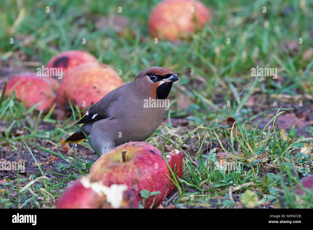 Bohemian waxwing in its natural habitat, Denmark Stock Photo - Alamy