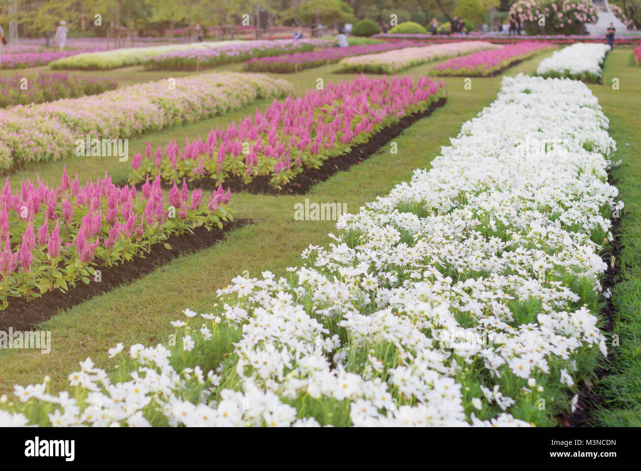 plantations flowers with beauty in the garden Stock Photo - Alamy