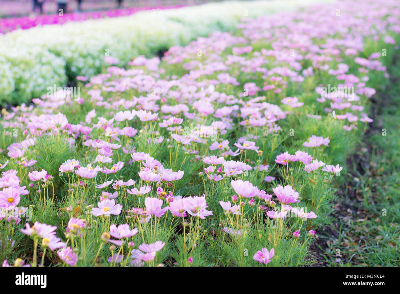 Planting of cosmos flowers in the garden with beautiful Stock Photo - Alamy
