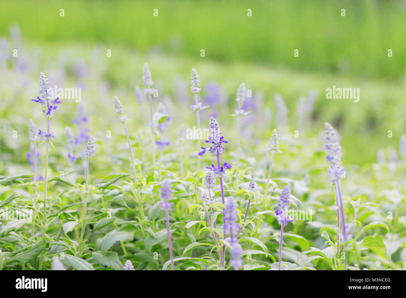Purple basil with beauty in the garden Stock Photo - Alamy