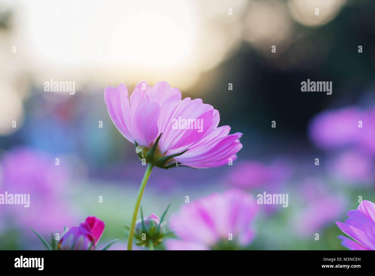 Purple cosmos with refreshing at sunrise Stock Photo - Alamy