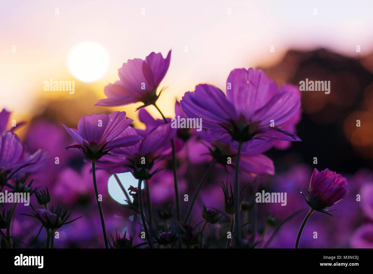 Purple cosmos in the garden with sun set Stock Photo - Alamy