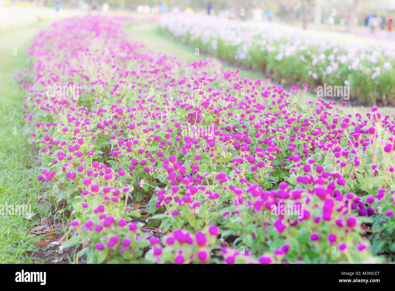 Beautiful purple flowers on the plantations Stock Photo - Alamy