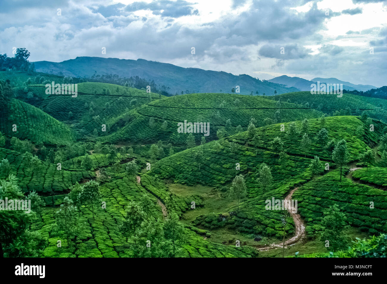 Tea plantation in munnar kerala hi-res stock photography and images - Alamy