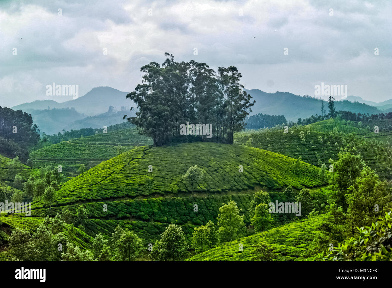 Tea plantation in munnar kerala hi-res stock photography and images - Alamy