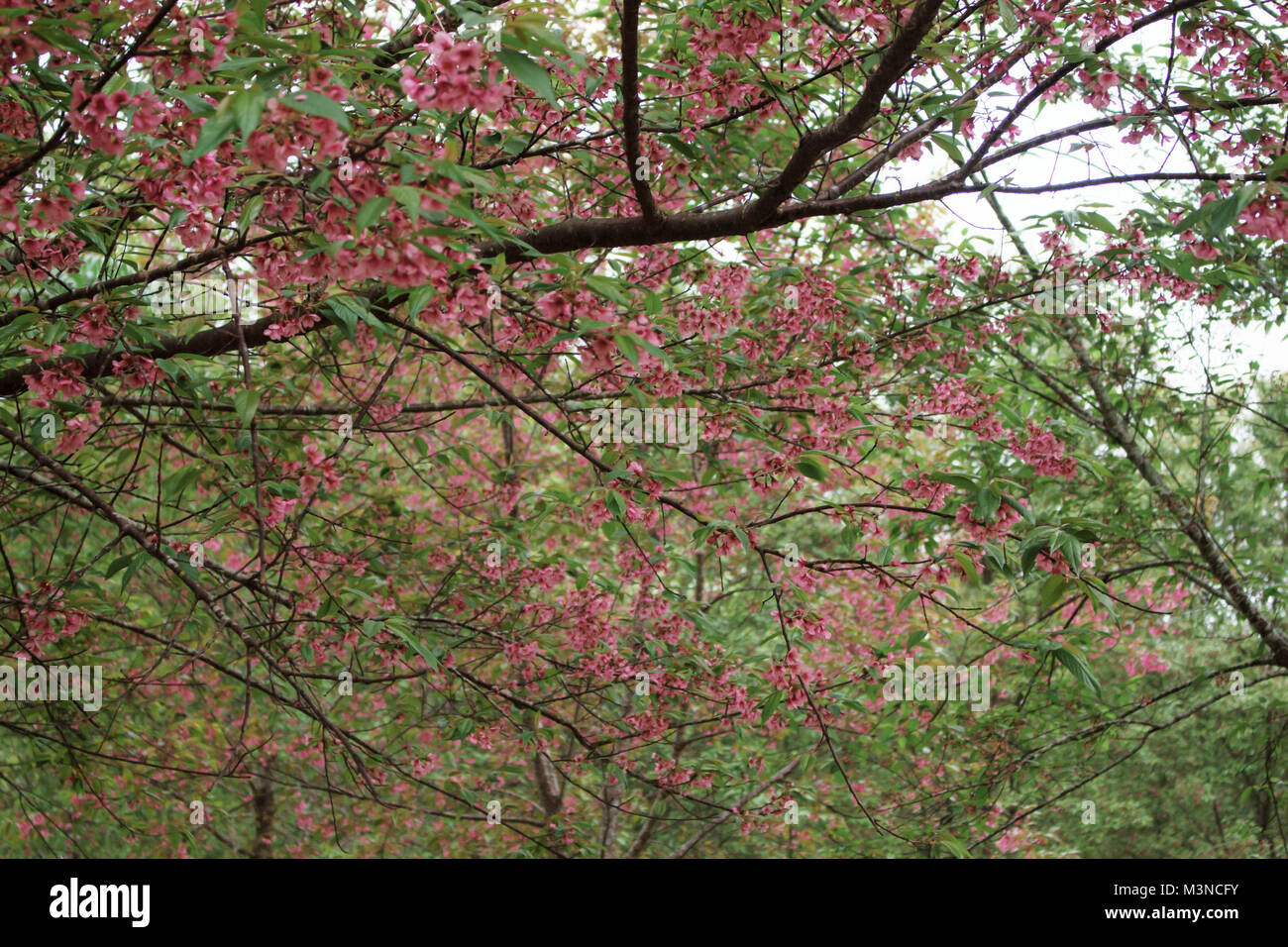Sakura on a tree that is wilted in the autumn Stock Photo - Alamy