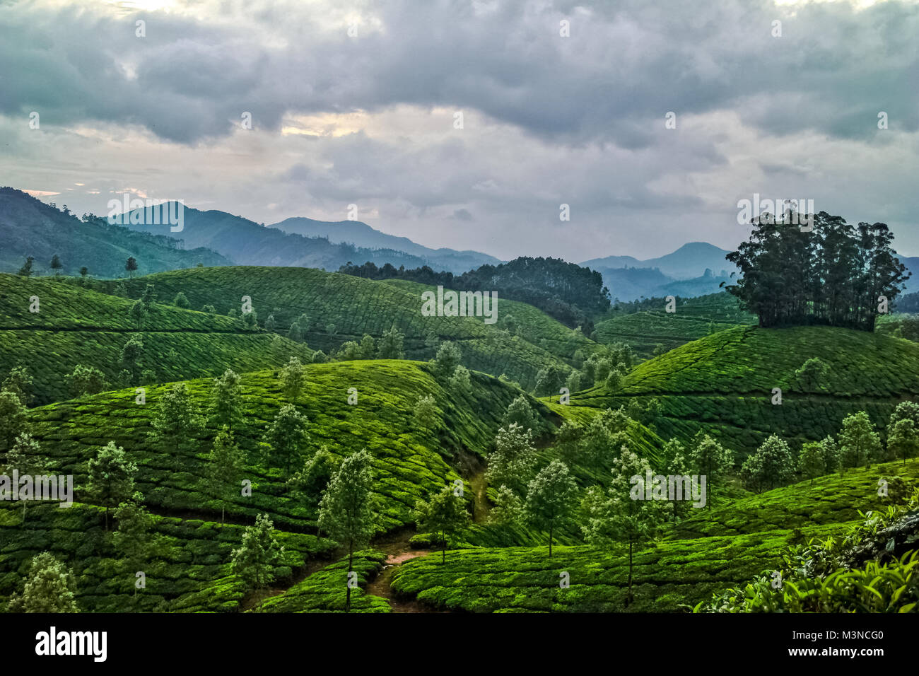 Tea plantation in munnar kerala hi-res stock photography and images - Alamy