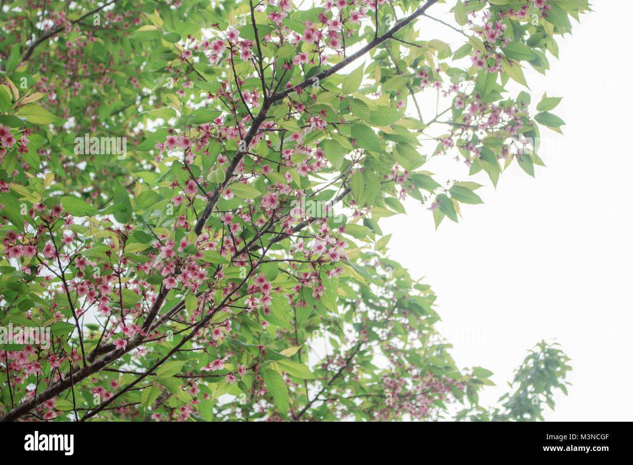 Sakura on tree with green leaves at sky Stock Photo - Alamy