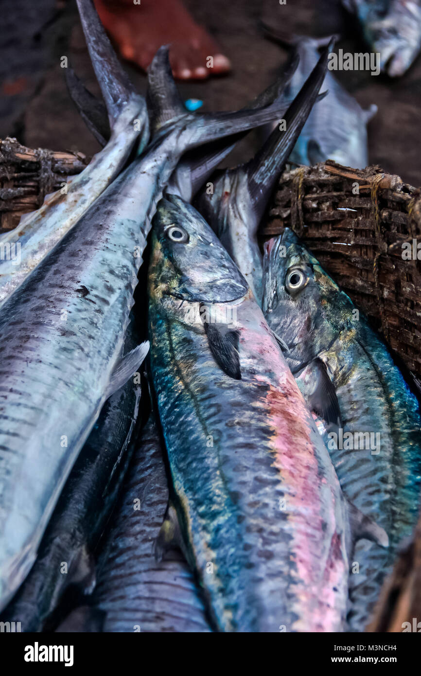 The Indian king fish in a auction at Cochi Port, Kerala, India Stock ...