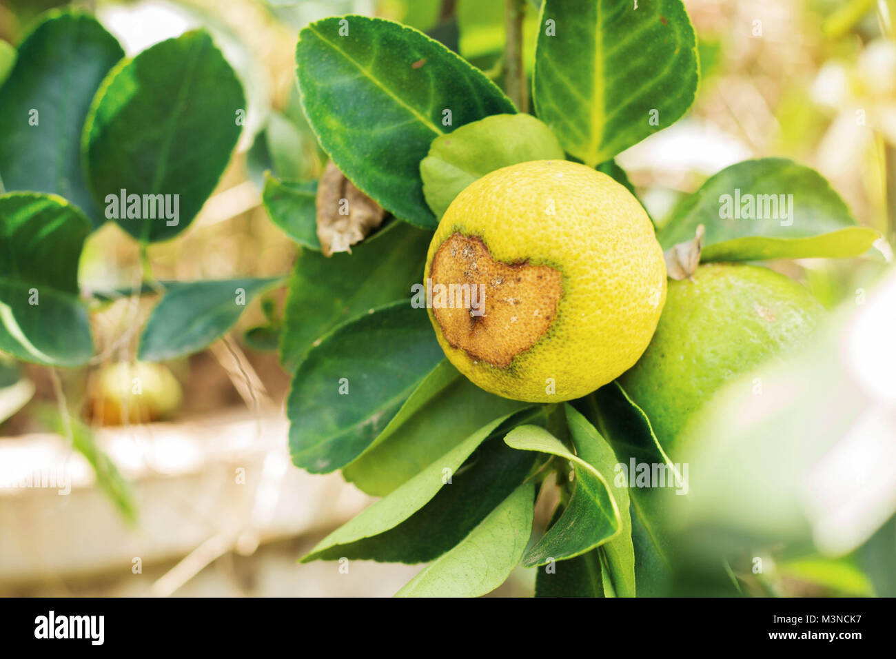 Yellow lemon with stain on the tree Stock Photo - Alamy