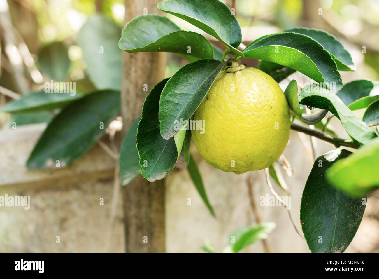 Yellow lemons on the planted with sunlight Stock Photo - Alamy