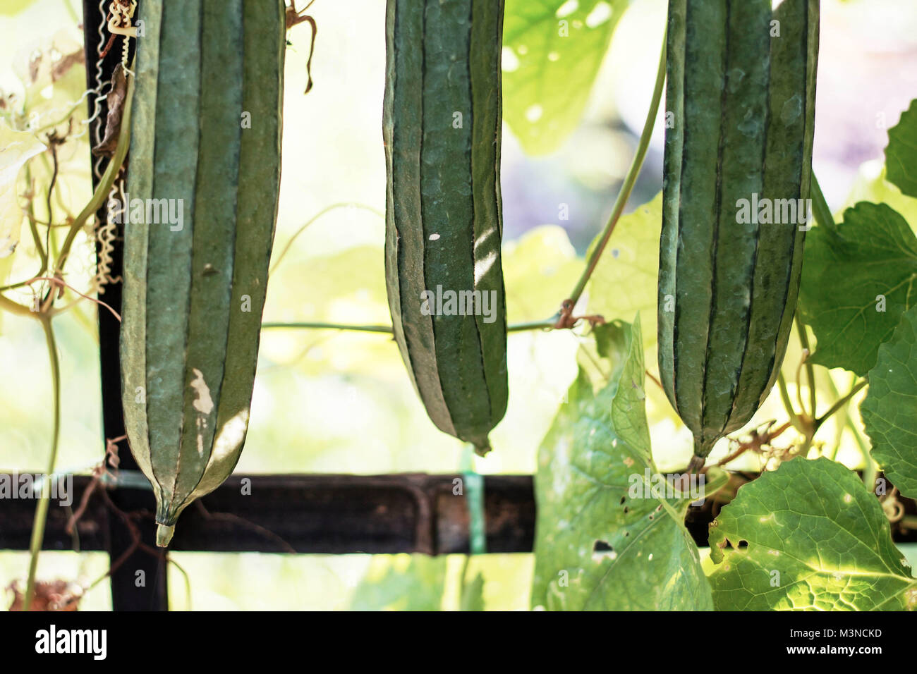 zucchini growing on the farm plots Stock Photo - Alamy