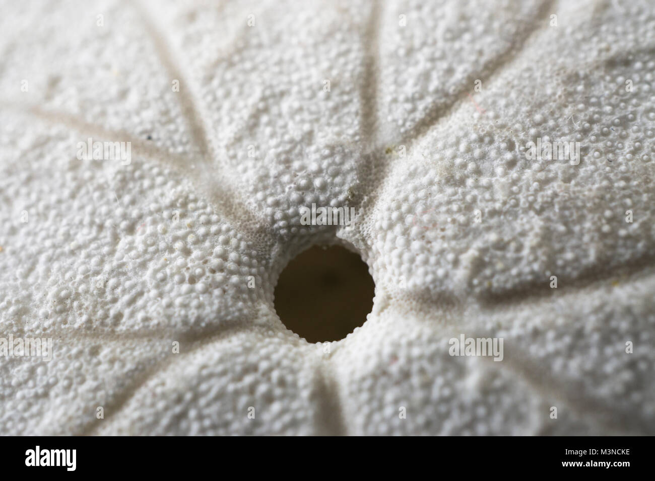 Pansy shell hi-res stock photography and images - Alamy