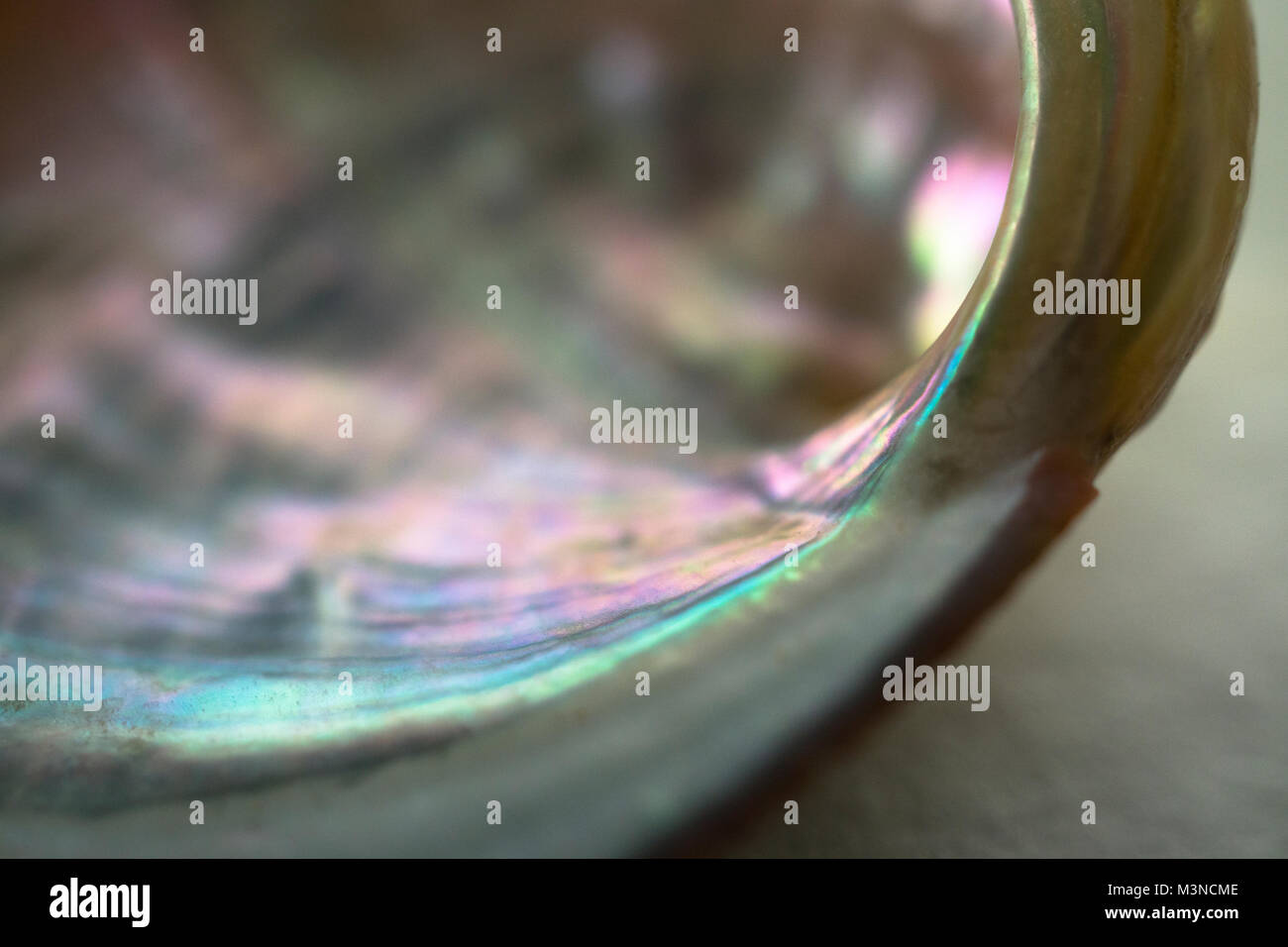 Inside mussel shell hi-res stock photography and images - Alamy