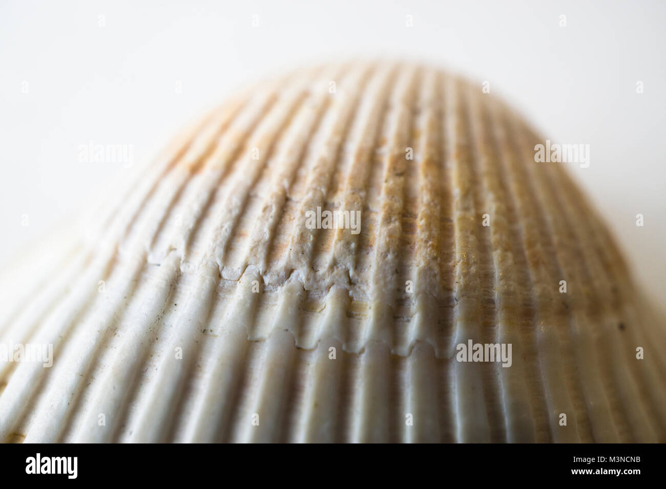 Fossil cockle shell hi-res stock photography and images - Alamy