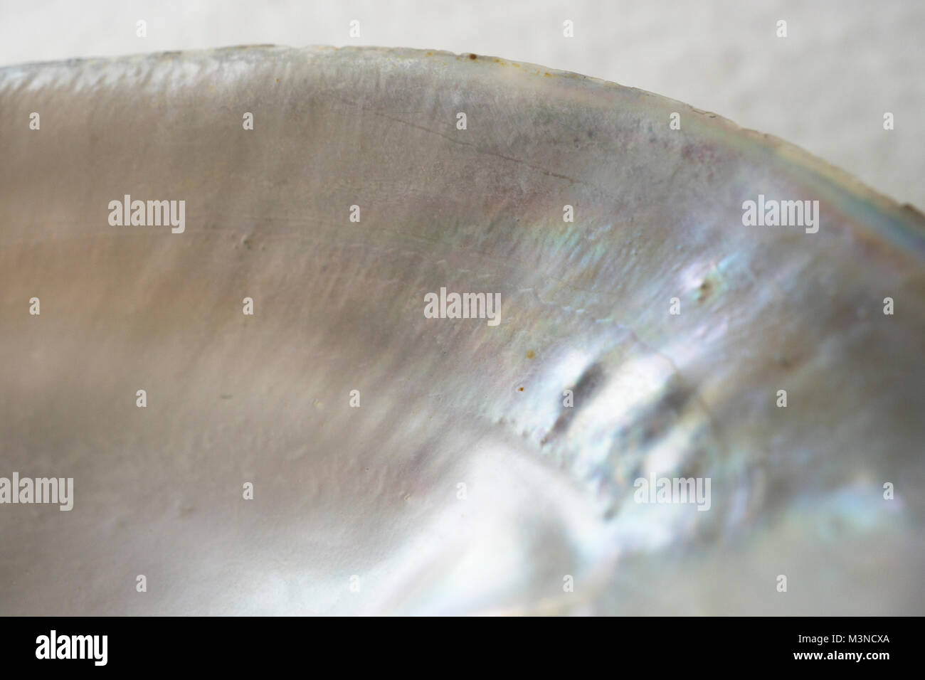 Detail of the inside of a mussel shell showing iridescence Stock Photo ...