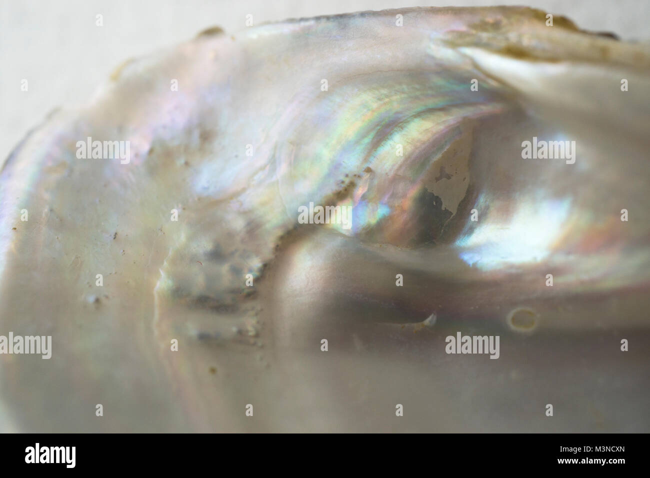 Detail of the inside of a mussel shell showing iridescence Stock Photo ...