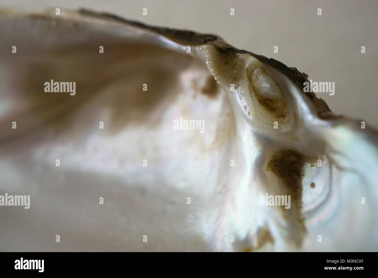 Mussel Fossil High Resolution Stock Photography and Images - Alamy