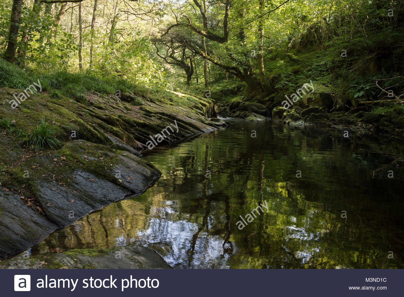 Trees With Open Canopy High Resolution Stock Photography and Images - Alamy