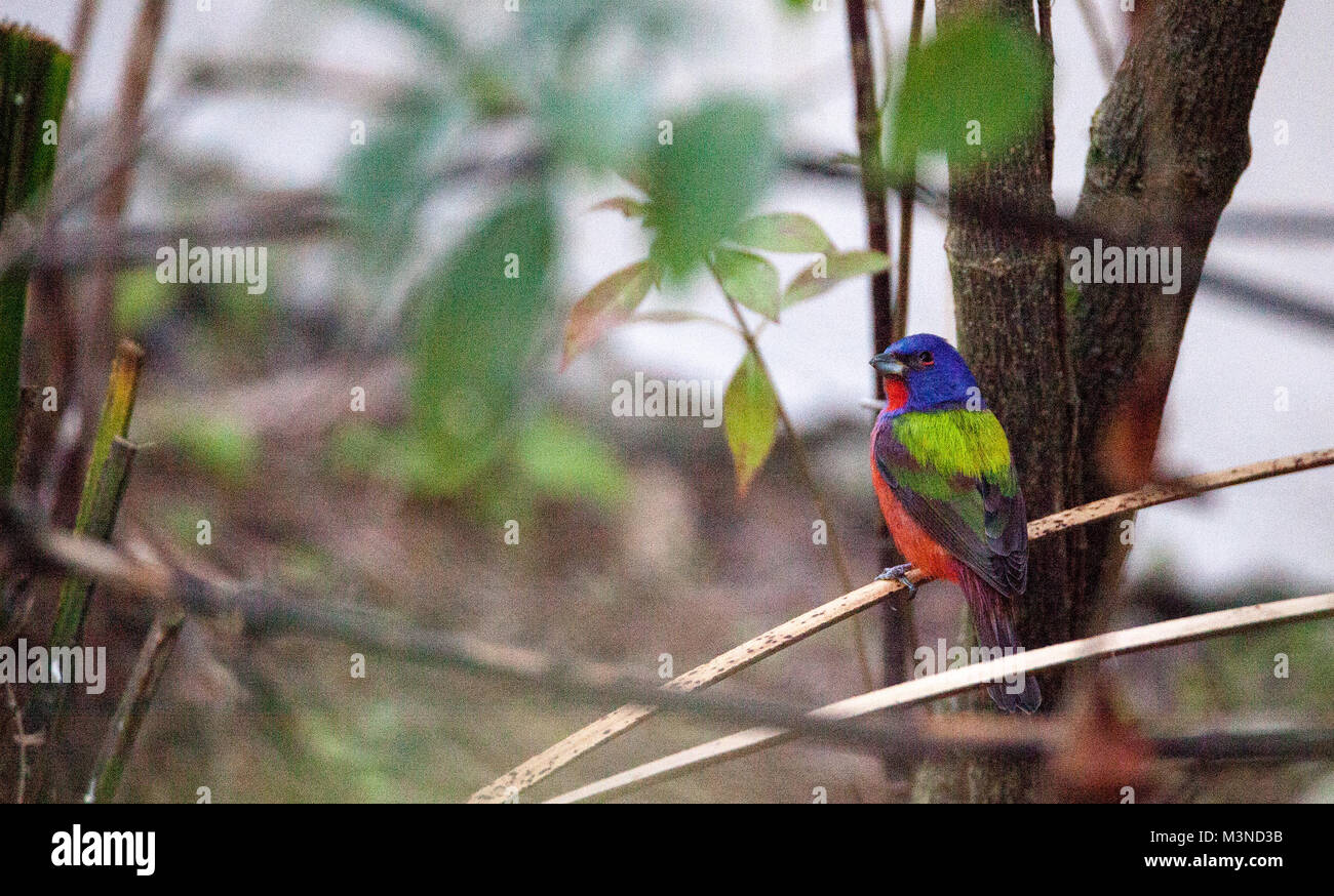 Bright Male Painted bunting bird Passerina ciris forages for food in ...
