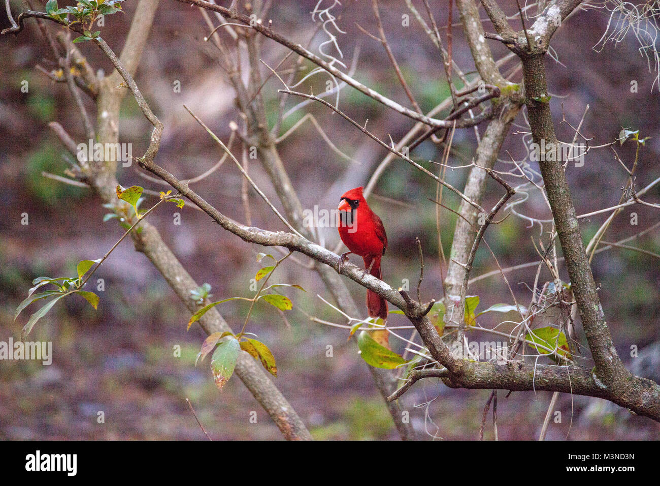 Male red Northern cardinal bird Cardinalis cardinalis perches on a tree ...