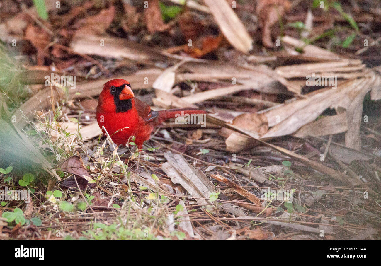 Male red Northern cardinal bird Cardinalis cardinalis perches on a tree ...