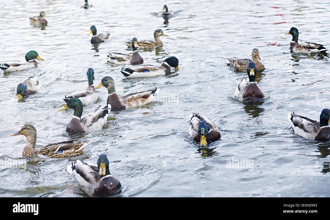 Birds on the pond. A flock of ducks and pigeons by the water. Mi Stock ...