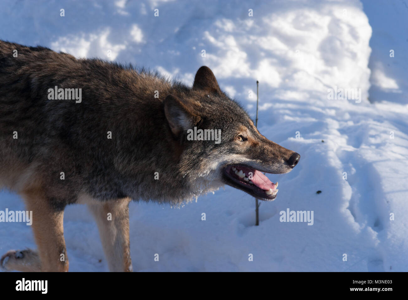 Wolf, Varg (Canis lupus Stock Photo - Alamy