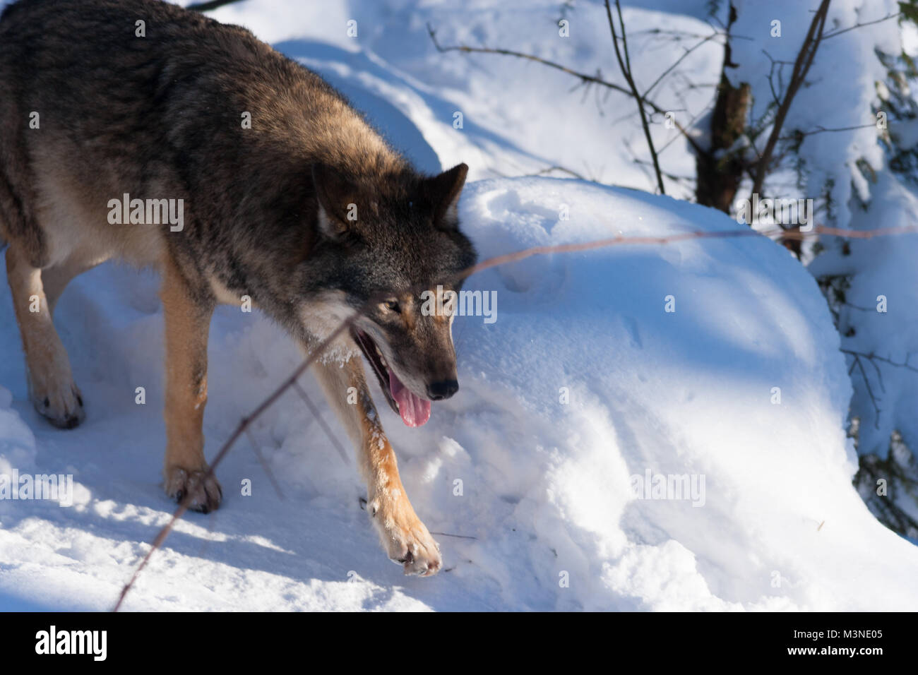Wolf, Varg (Canis lupus Stock Photo - Alamy