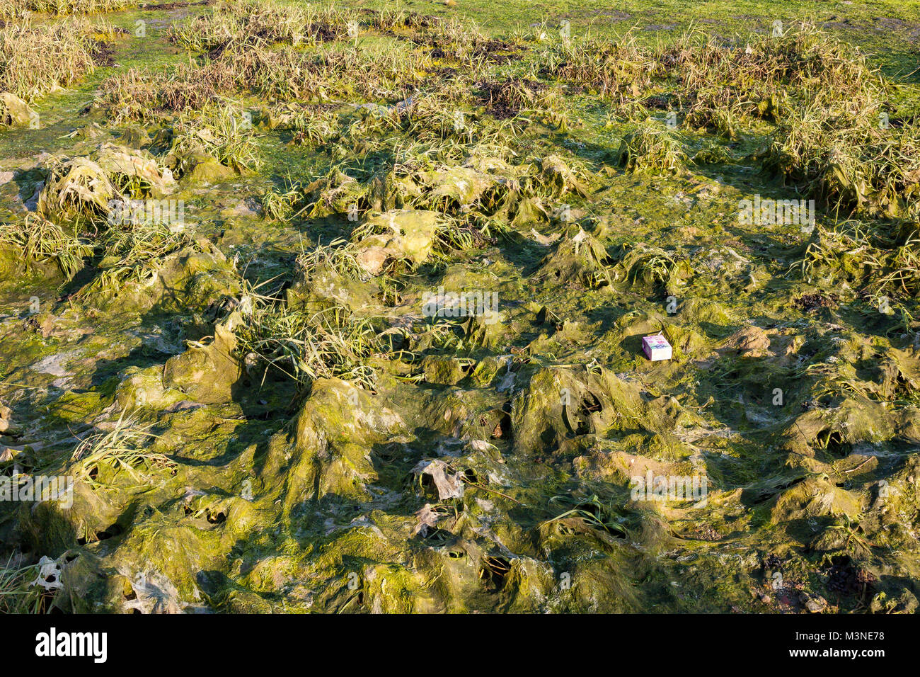 Seaweed shapes hi-res stock photography and images - Alamy