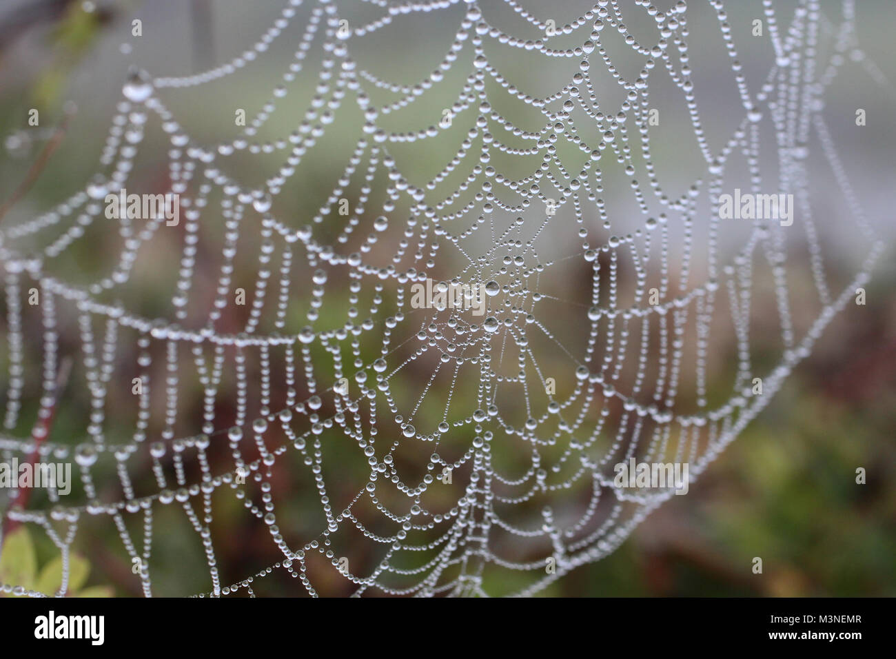 Most beautiful spiders hi-res stock photography and images - Alamy