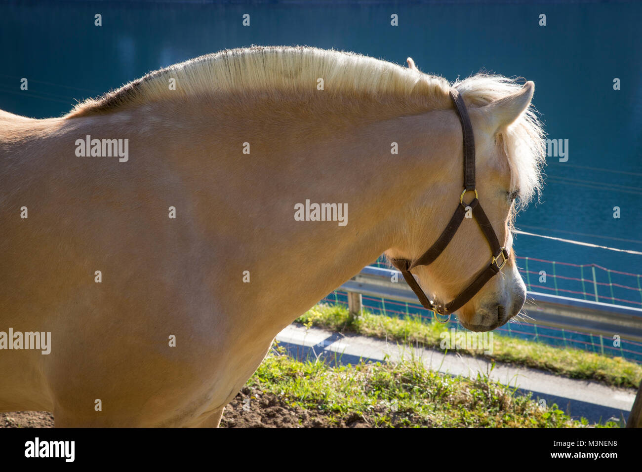 Norwegian Fjord horse Stock Photo - Alamy