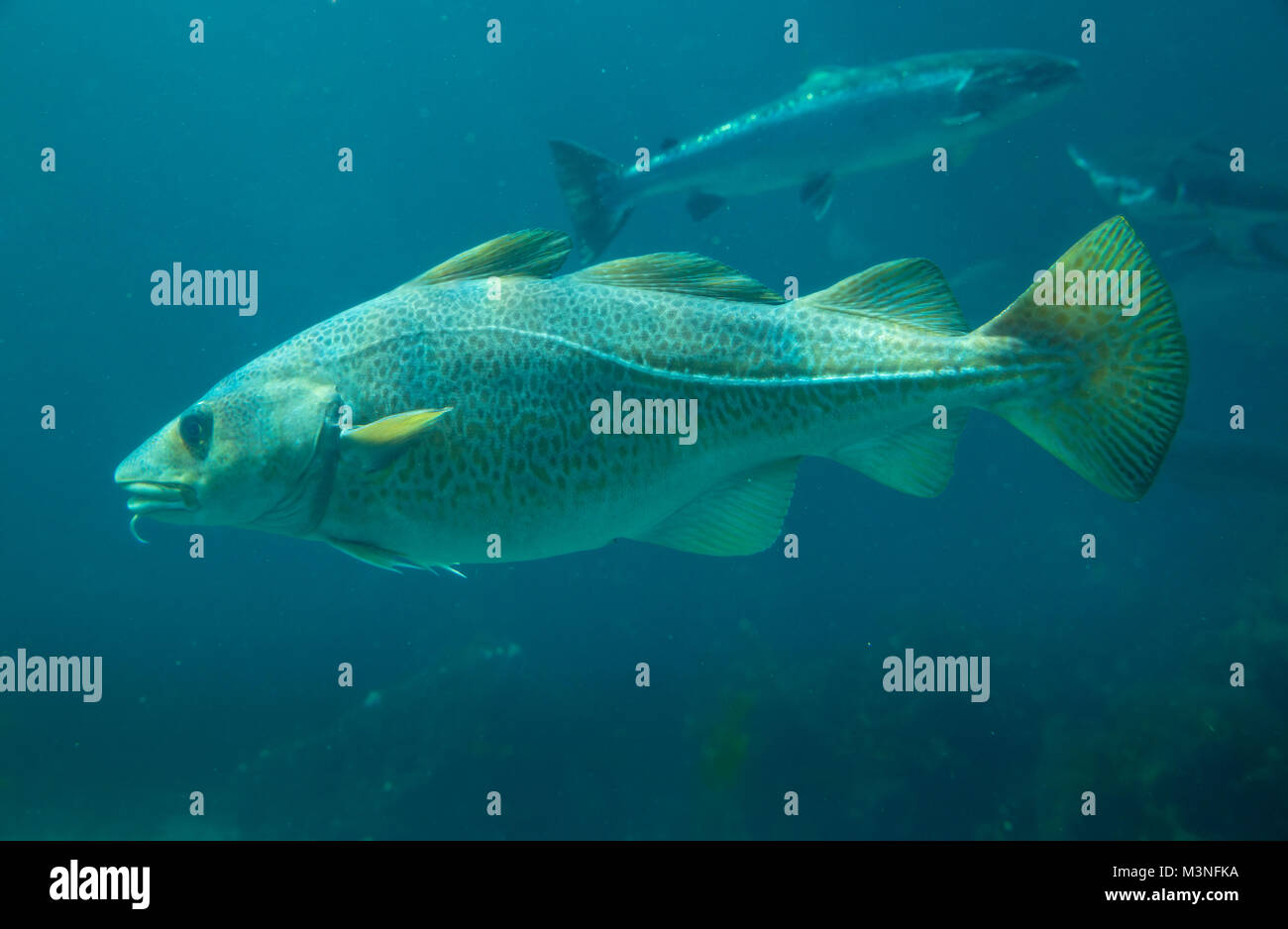Baltic cod fish in Atlantic Sea Park in Alesund, Norway Stock Photo - Alamy