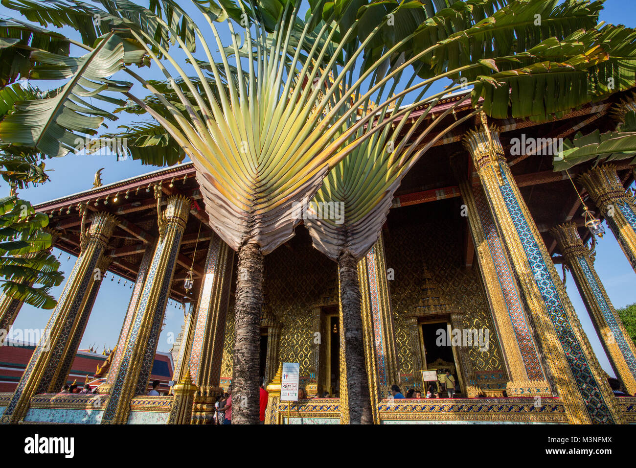Waving palm trees hi-res stock photography and images - Alamy