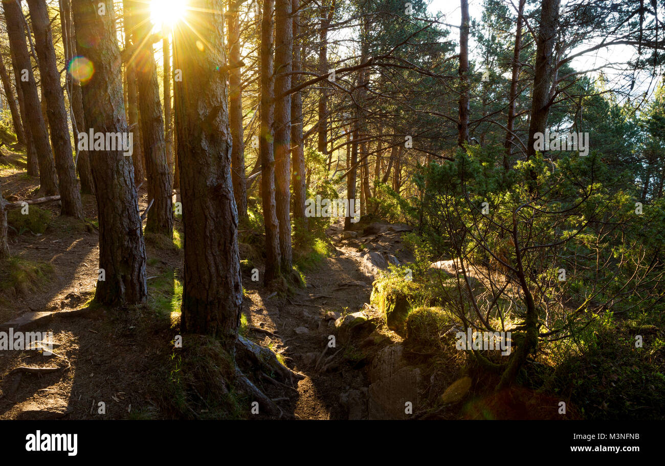 Hiking trail in a forest Stock Photo - Alamy