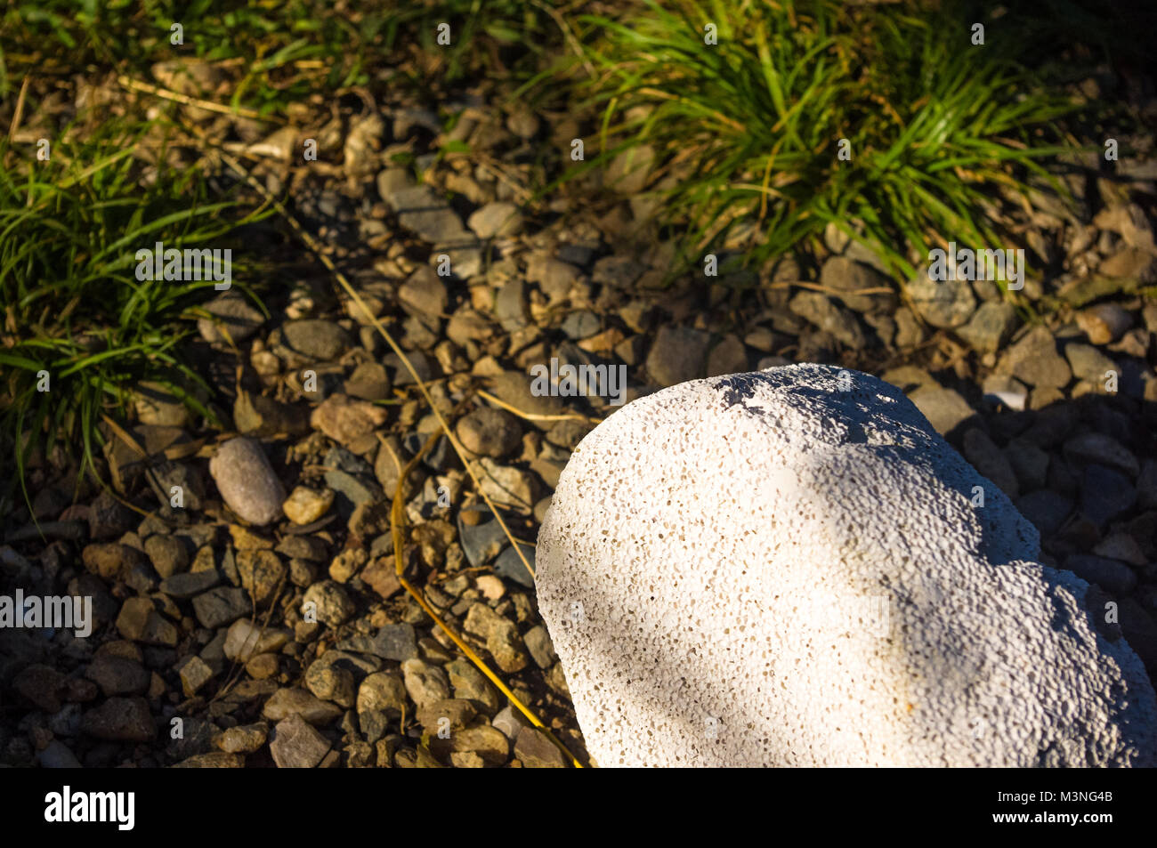 white porous stone lying on the gravel path with green grass, evening ...