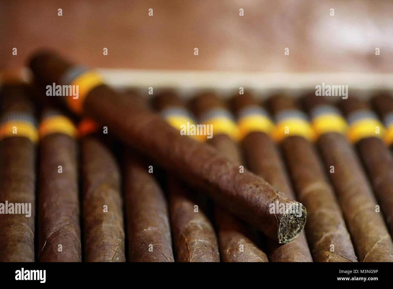 large wooden box of cigars handmade Cuban Stock Photo - Alamy