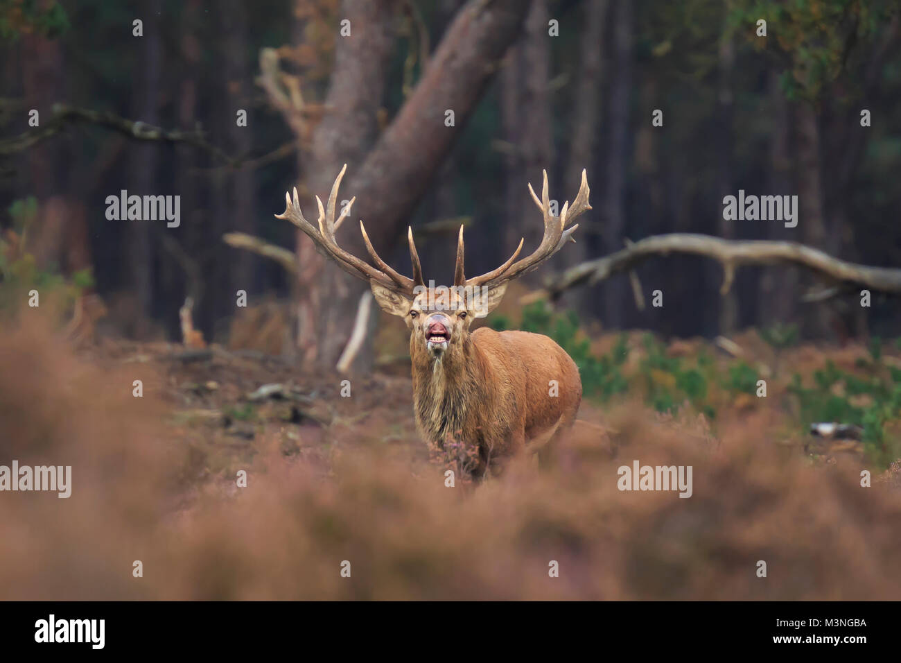 Red deer Cervus elaphus stag with big antlers roaring and rutting ...